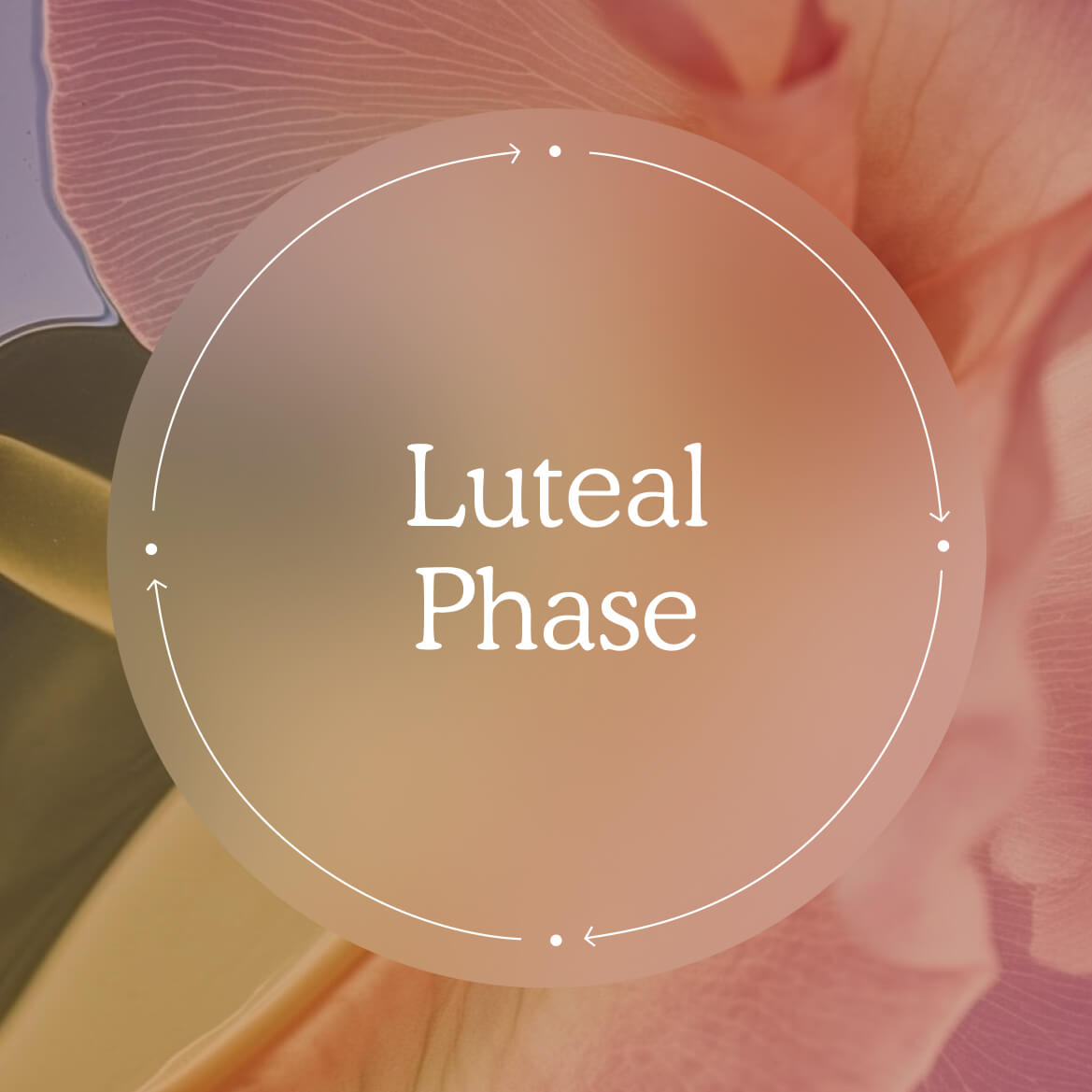 Luteal Phase 101 – Myoovi